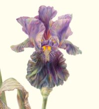 Botanical art colours